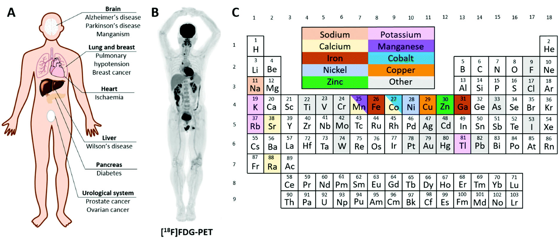 Non-invasive radionuclide imaging of trace metal trafficking in health ...