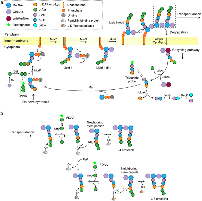 Imitate to illuminate: labeling of bacterial peptidoglycan with ...