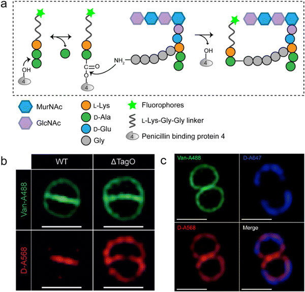 Imitate to illuminate: labeling of bacterial peptidoglycan with ...