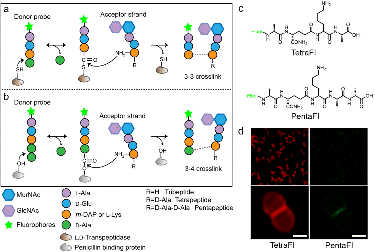Imitate to illuminate: labeling of bacterial peptidoglycan with ...