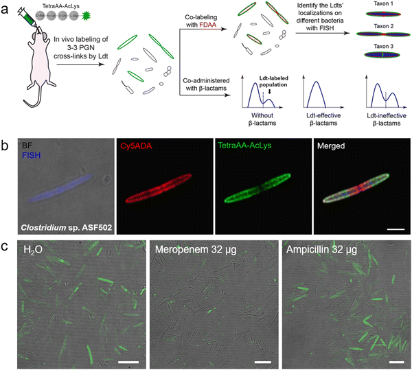 Imitate to illuminate: labeling of bacterial peptidoglycan with ...