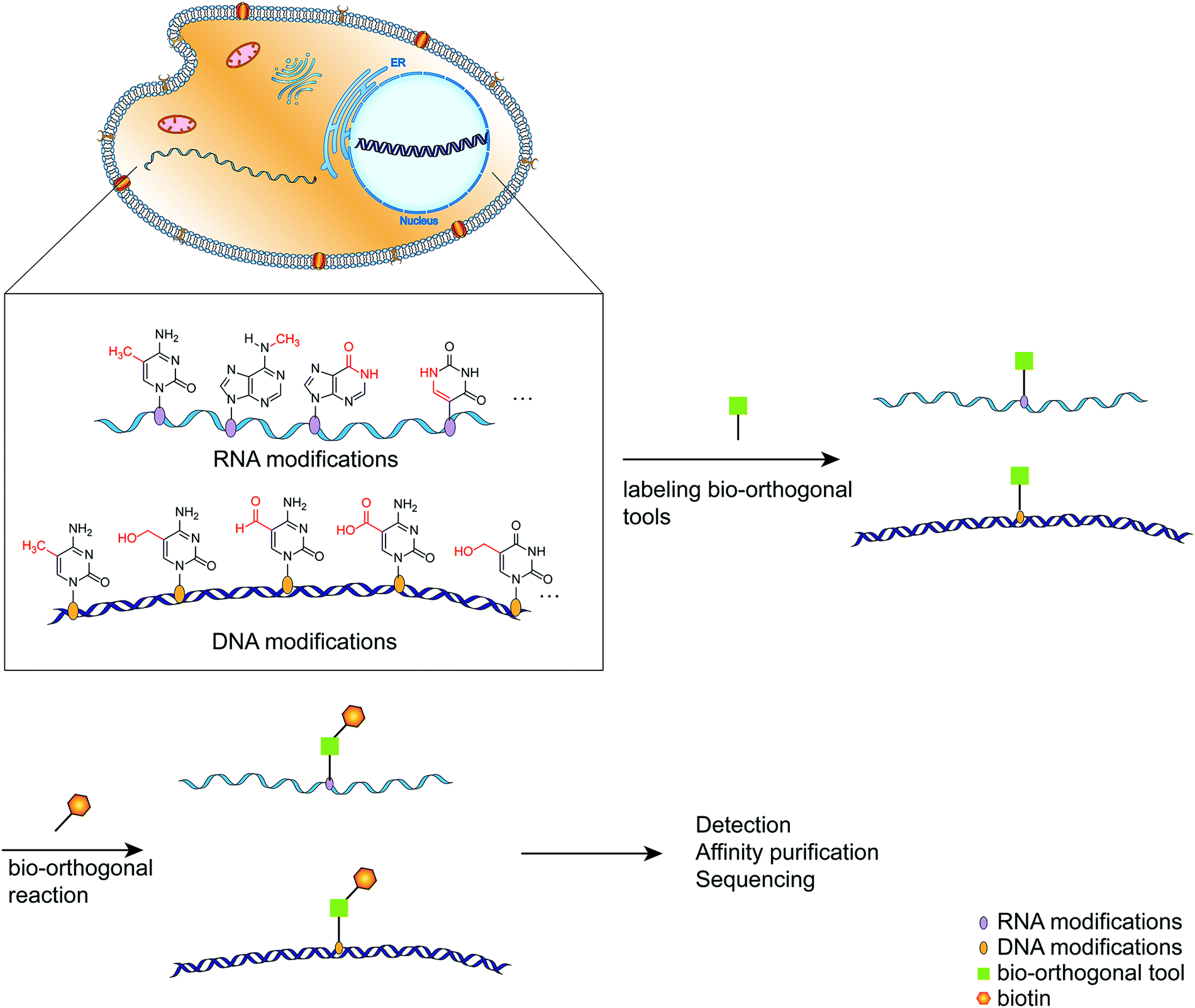 Labeling and sequencing nucleic acid modifications using bio-orthogonal ...