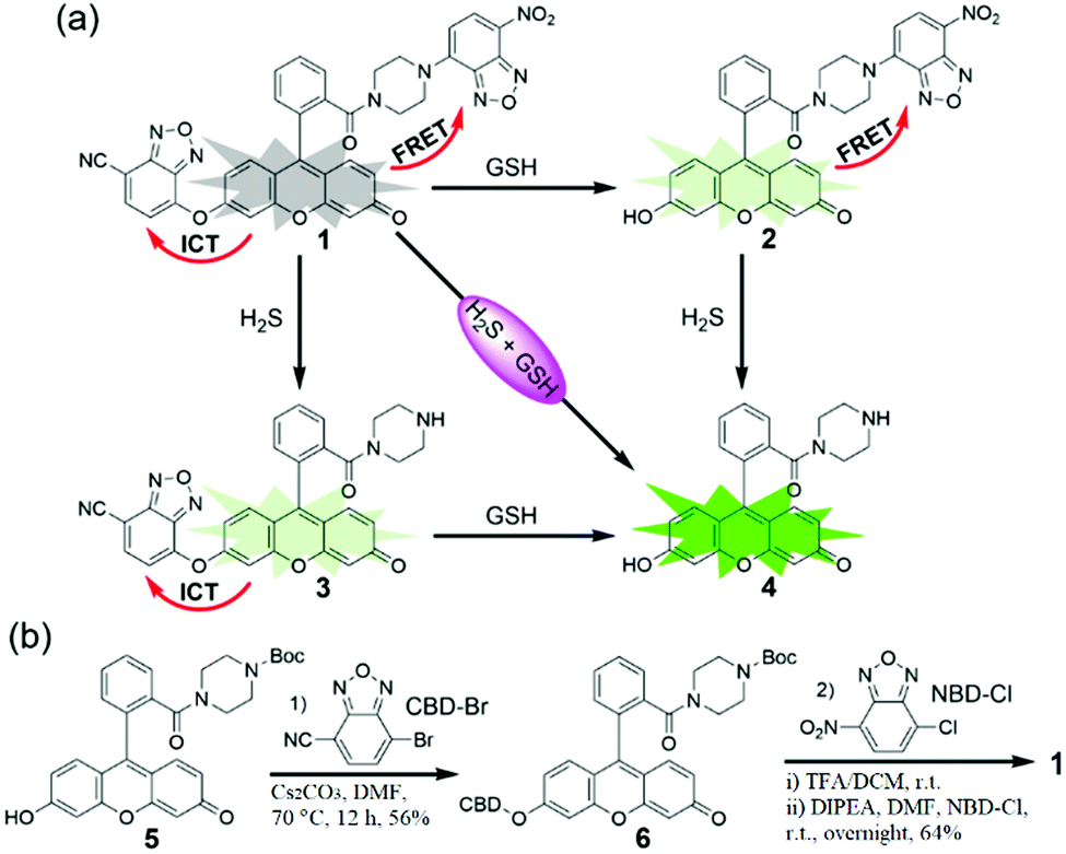 Rational design of a dual-reactive probe for imaging the biogenesis of ...