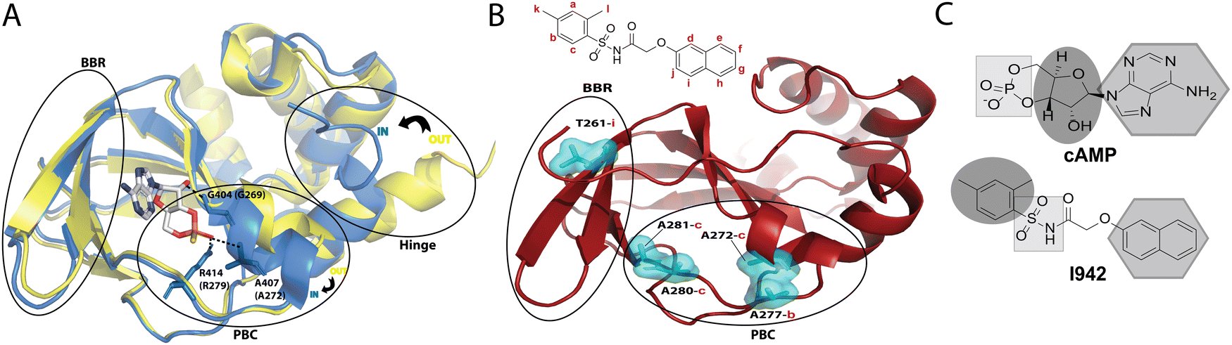 QSAR models reveal new EPAC-selective allosteric modulators - RSC ...