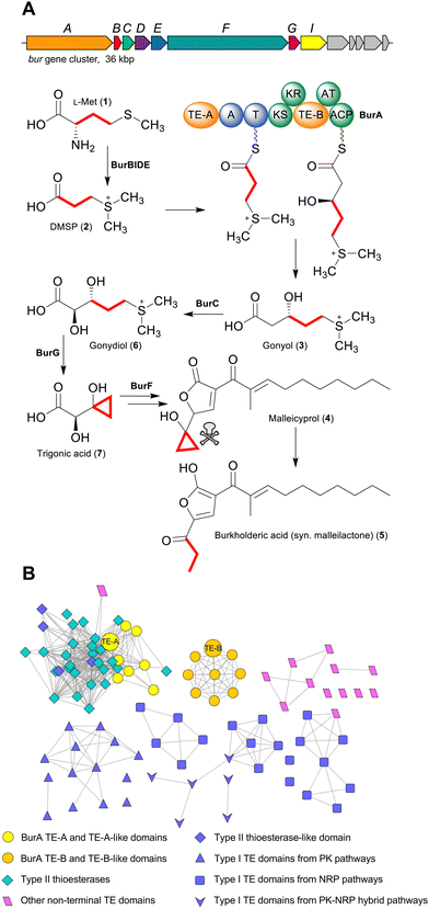 An intramodular thioesterase domain catalyses chain release in the ...