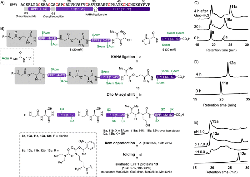Chemical synthesis of the EPF-family of plant cysteine-rich proteins ...
