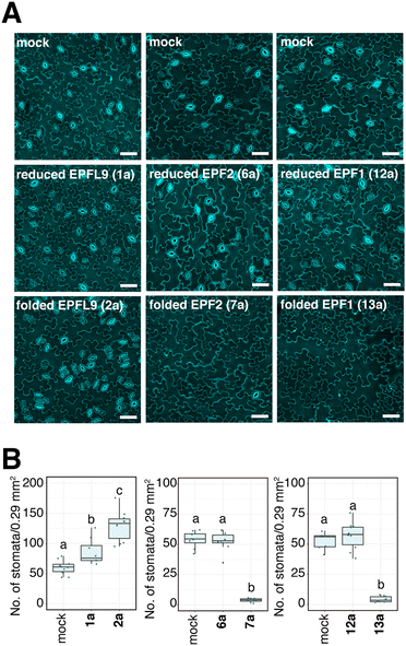 Chemical synthesis of the EPF-family of plant cysteine-rich proteins ...