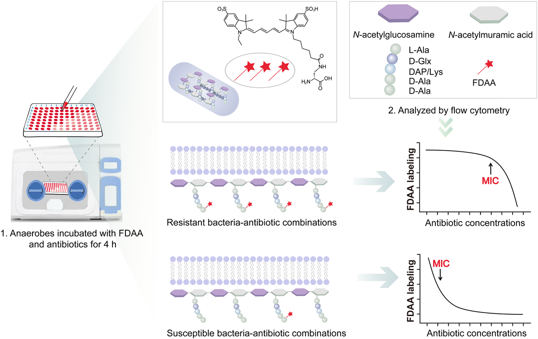 Fluorescent metabolic labeling-based quick antibiotic susceptibility ...