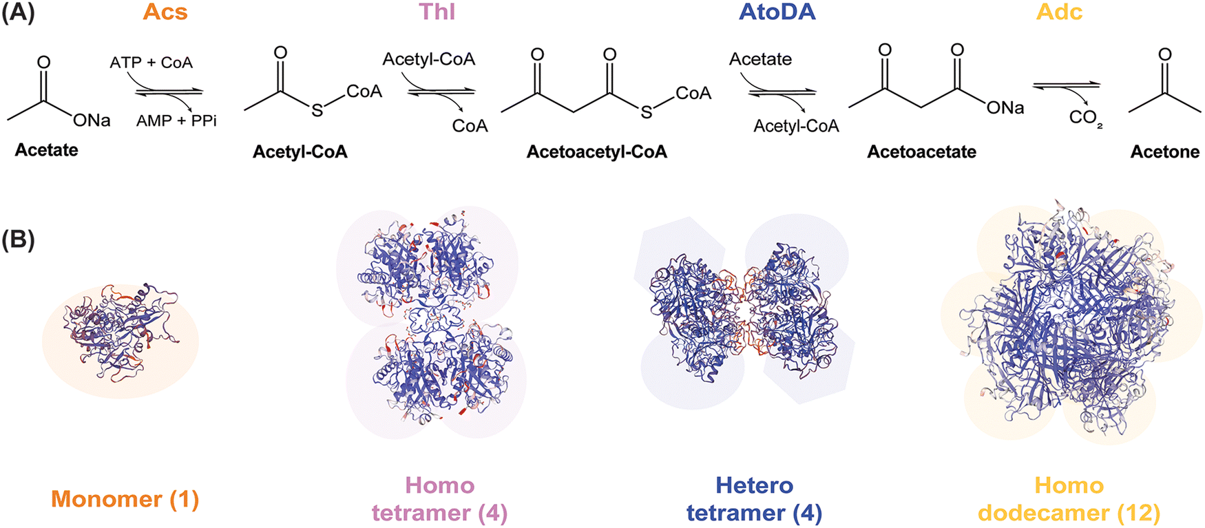 Synthetic metabolism for in vitro acetone biosynthesis driven by ATP ...