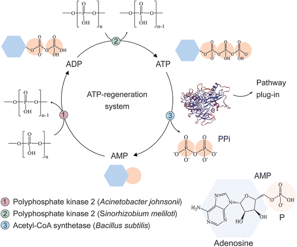 Synthetic metabolism for in vitro acetone biosynthesis driven by ATP ...