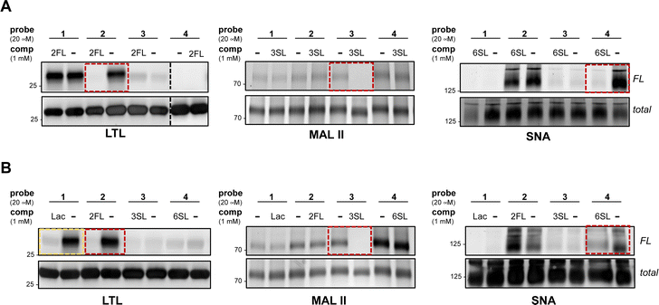 Chemoproteomic mapping of human milk oligosaccharide (HMO) interactions ...