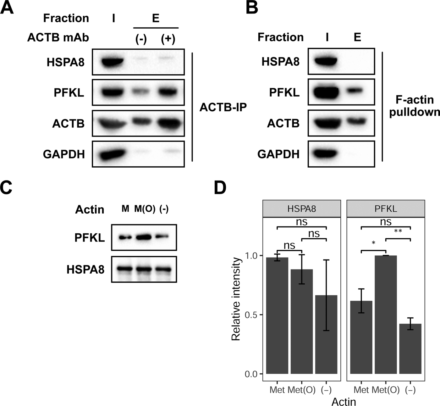 A peptide-crosslinking approach identifies HSPA8 and PFKL as selective ...