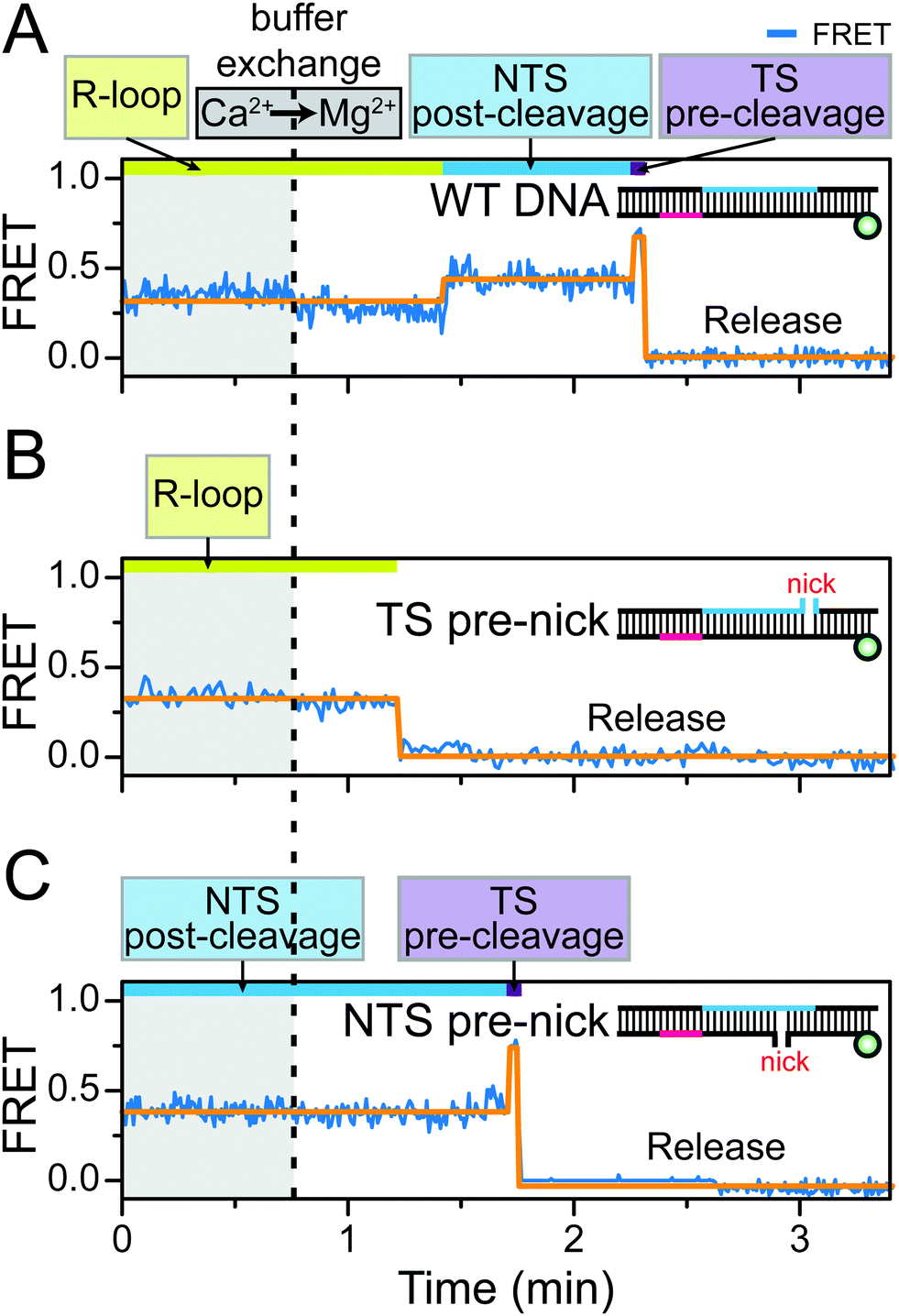 Exploring the dynamic nature of divalent metal ions involved in DNA ...