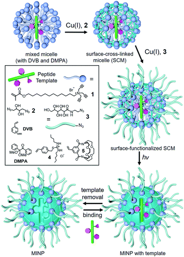 Molecular recognition of enzymes and modulation of enzymatic activity ...