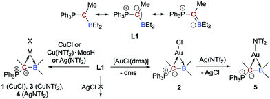 A neutral, acyclic, borataalkene-like ligand for group 11 metals: L ...