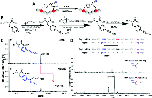 Spontaneous, co-translational peptide macrocyclization using p ...