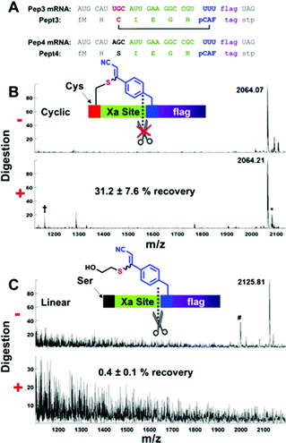 Spontaneous, co-translational peptide macrocyclization using p ...