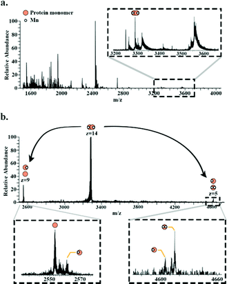 Native ambient mass spectrometry of intact protein assemblies directly ...