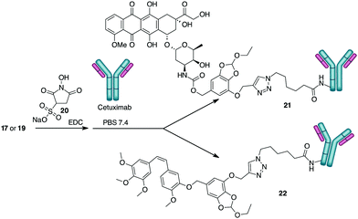 A pH-responsive crosslinker platform for antibody-drug conjugate (ADC ...