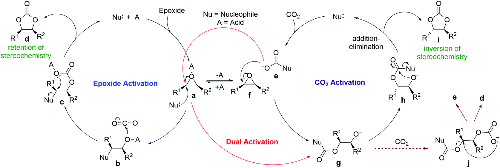 Polymerization-like mechanism for fixation of CO 2 with epoxides by ...