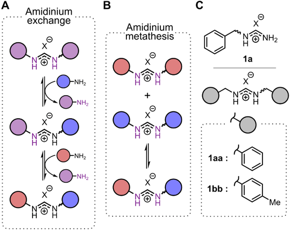 Anion-assisted amidinium exchange and metathesis - Chemical ...