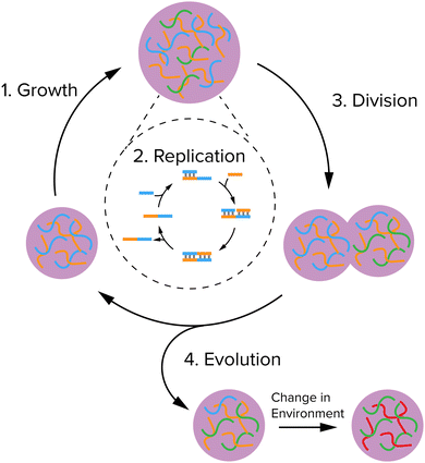 Growth, replication and division enable evolution of coacervate ...