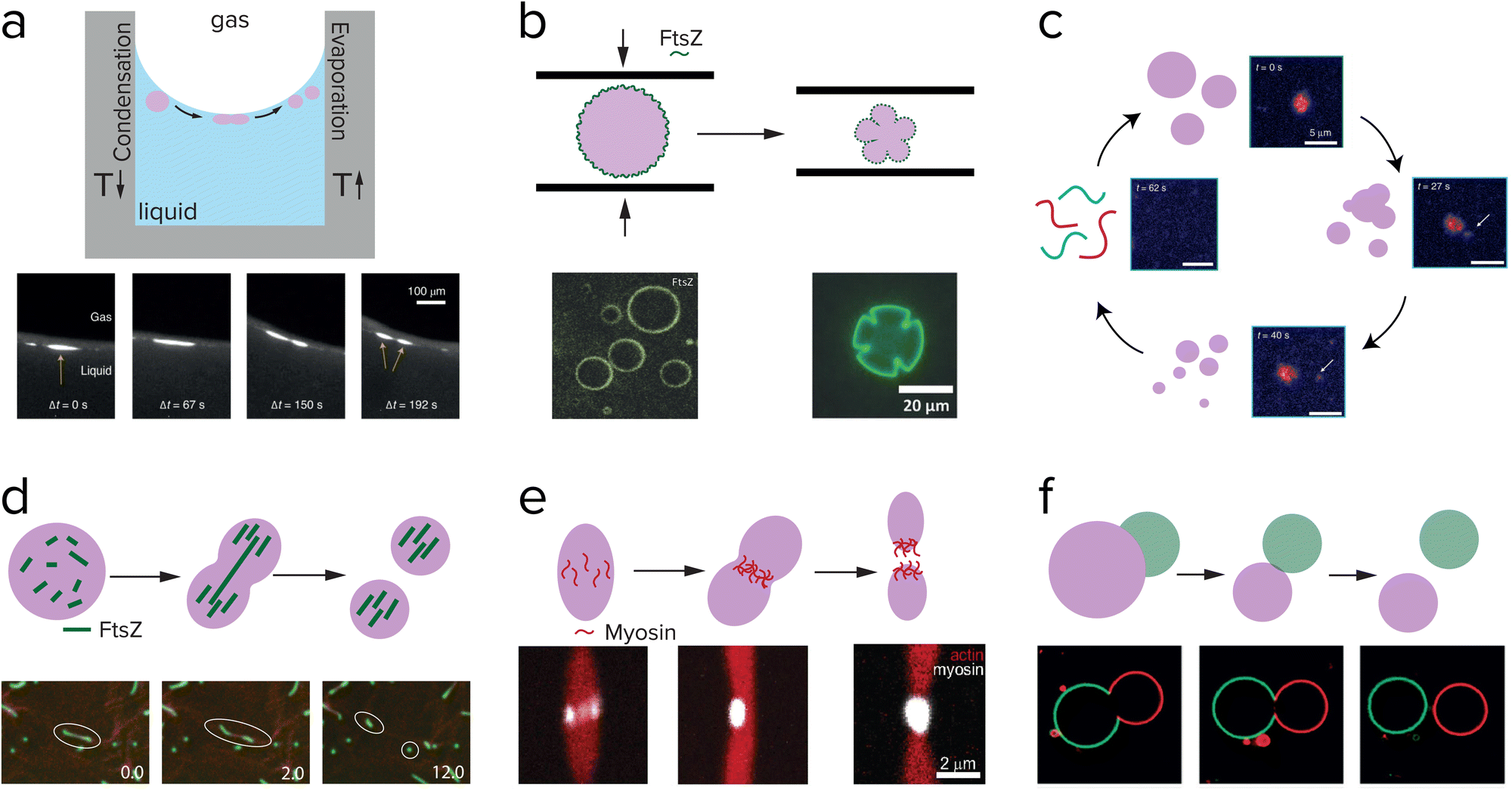 Growth, replication and division enable evolution of coacervate ...