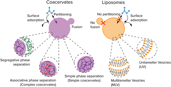 Growth, replication and division enable evolution of coacervate ...