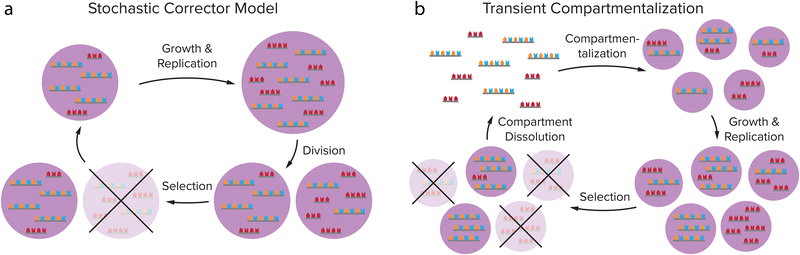 Growth, replication and division enable evolution of coacervate ...