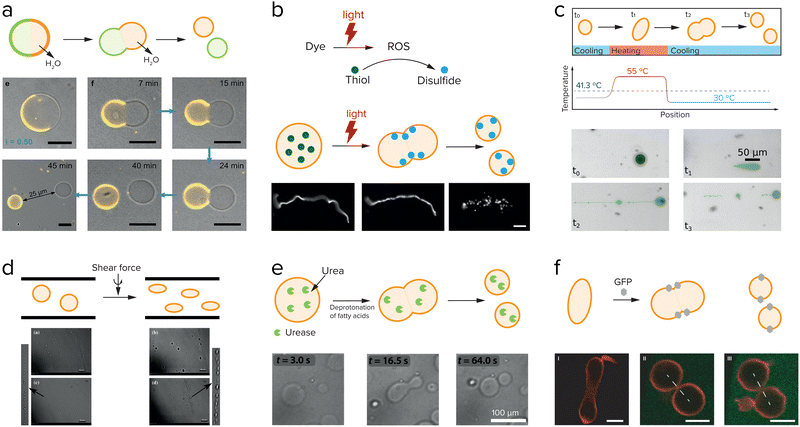 Growth, replication and division enable evolution of coacervate ...