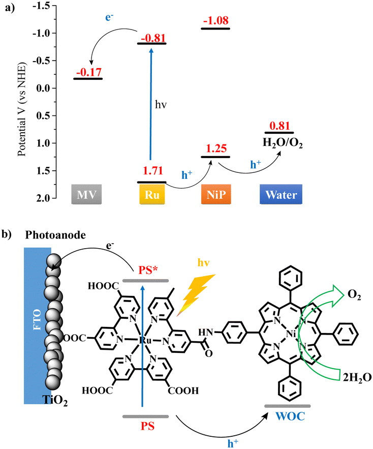 A covalently linked nickel( ii ) porphyrin–ruthenium( ii ) tris ...