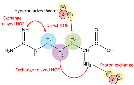 Nuclear Overhauser spectroscopy in hyperpolarized water – chemical vs ...