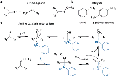 Expanding the versatility and scope of the oxime ligation: rapid ...