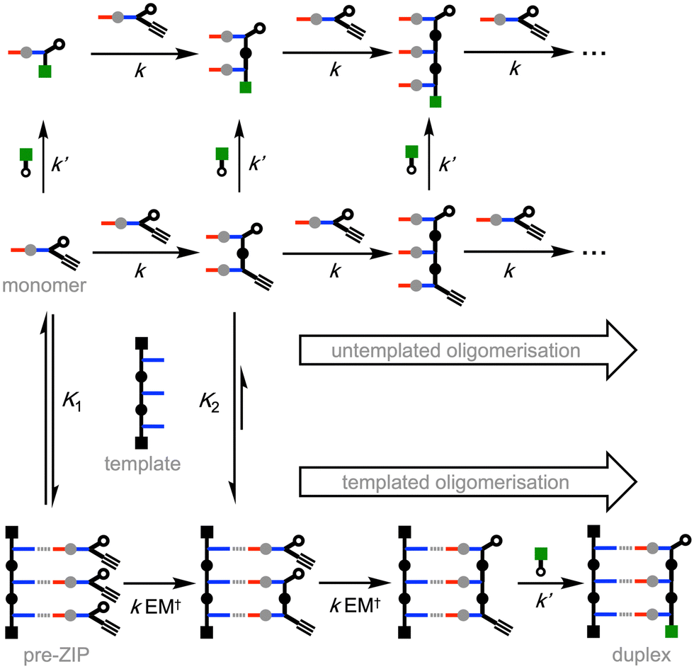 Replication of a synthetic oligomer using chameleon base-pairs ...