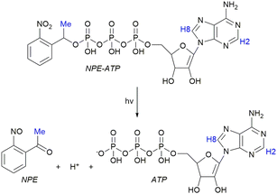 Controlled release and characterisation of photocaged molecules using ...