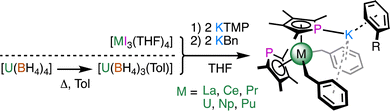 Isostructural σ-hydrocarbyl phospholide complexes of uranium, neptunium ...