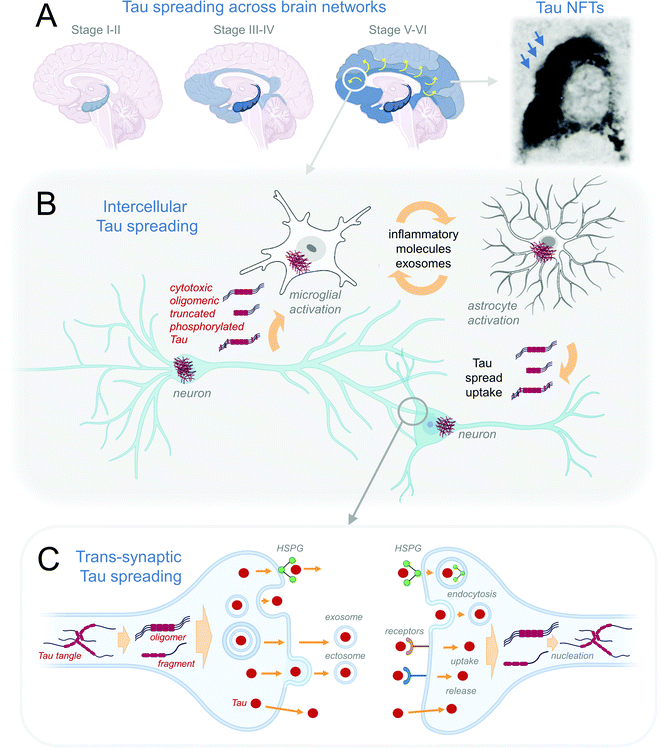 Revisiting the grammar of Tau aggregation and pathology formation: how ...