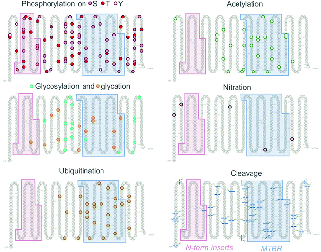 Revisiting the grammar of Tau aggregation and pathology formation: how ...
