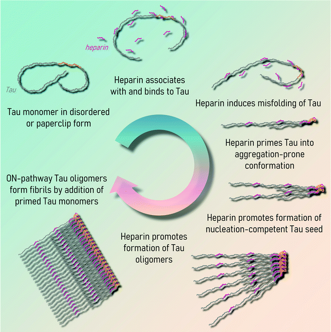 Revisiting the grammar of Tau aggregation and pathology formation: how ...