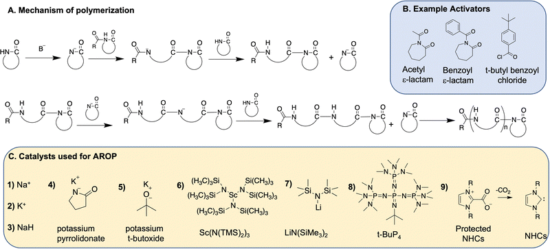 Beyond nylon 6: polyamides via ring opening polymerization of designer ...