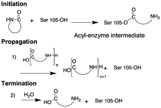 Beyond nylon 6: polyamides via ring opening polymerization of designer ...