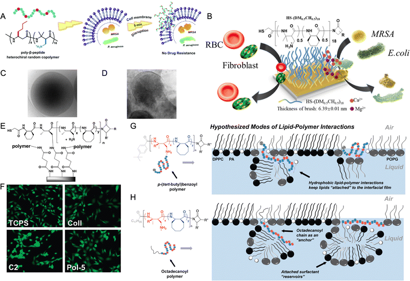 Beyond nylon 6: polyamides via ring opening polymerization of designer ...