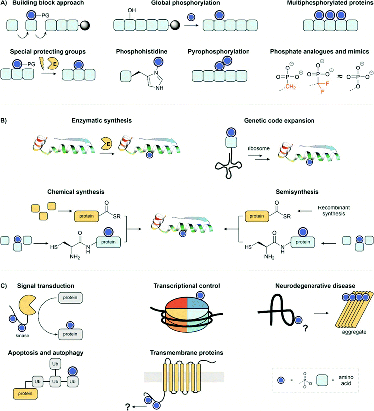 Dissecting the role of protein phosphorylation: a chemical biology ...