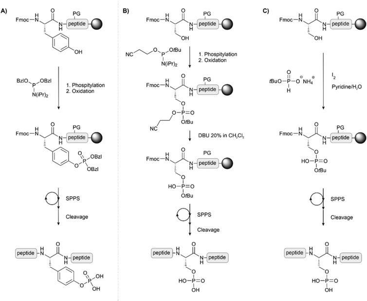 Dissecting the role of protein phosphorylation: a chemical biology ...