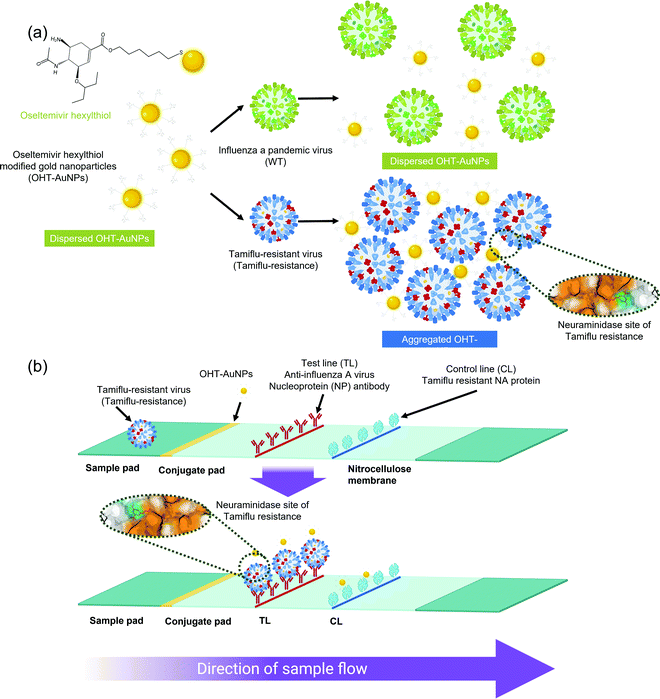 Nanomaterials for virus sensing and tracking - Chemical Society Reviews ...