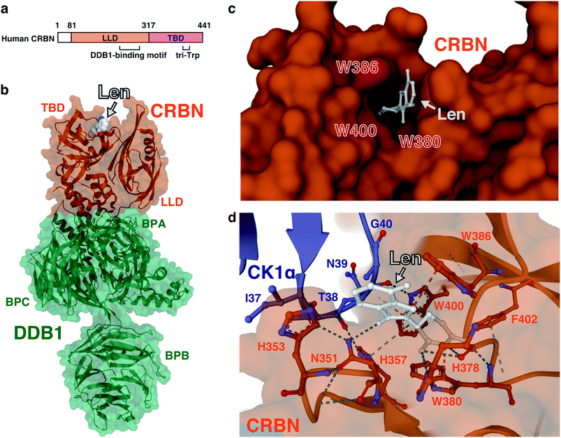 Discovery of CRBN as a target of thalidomide: a breakthrough for ...