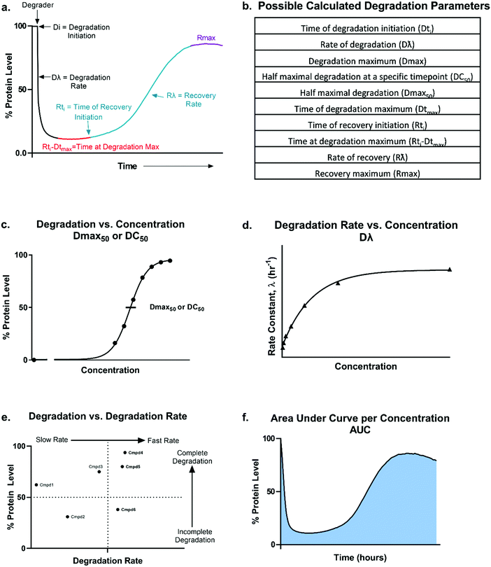 The importance of cellular degradation kinetics for understanding ...