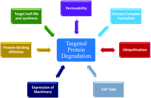 The importance of cellular degradation kinetics for understanding ...