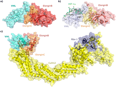 Discovery of small molecule ligands for the von Hippel-Lindau (VHL) E3 ...