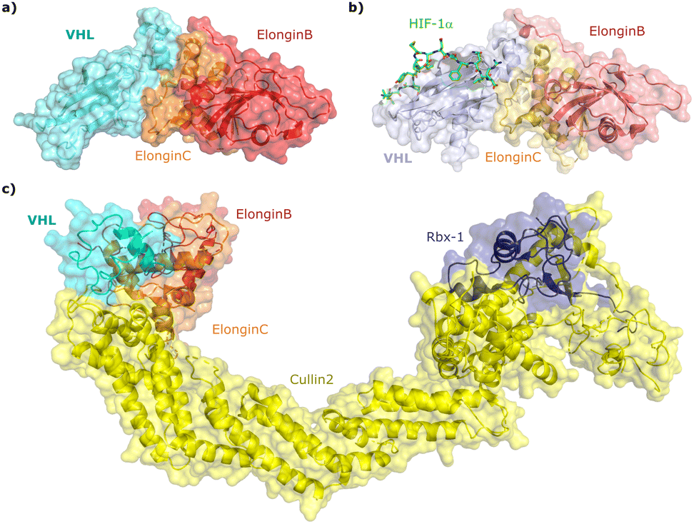 Discovery of small molecule ligands for the von Hippel-Lindau (VHL) E3 ...